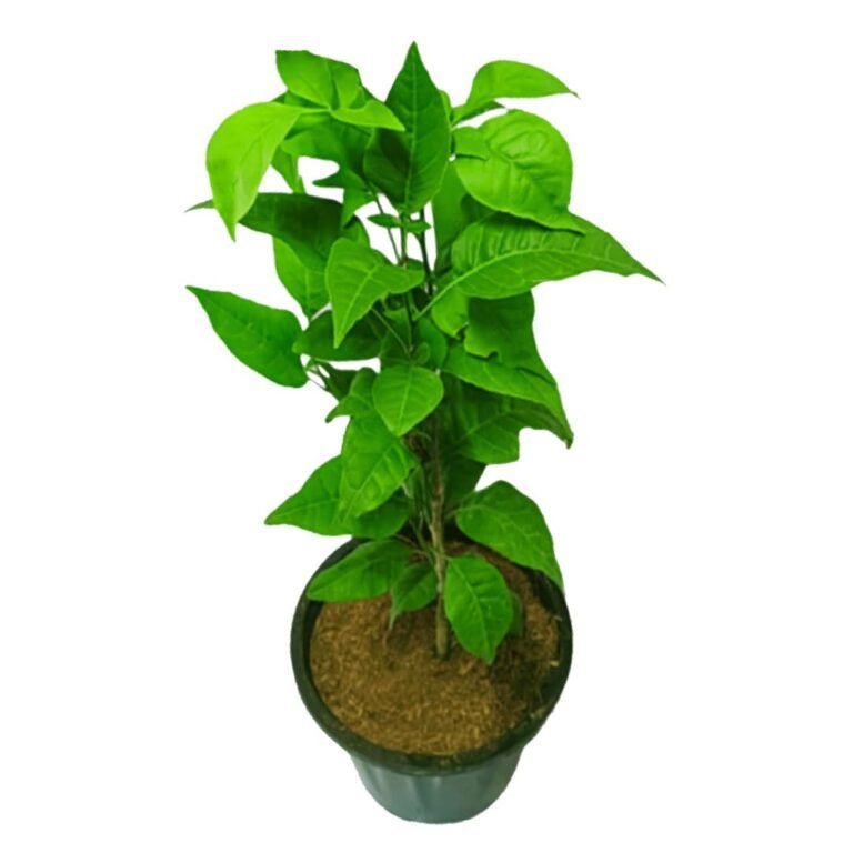 Herbal PLants Archives - herblifehub.com